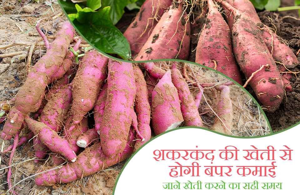 Right time, varieties, and soil for sweet potato cultivation | KhetiVyapar