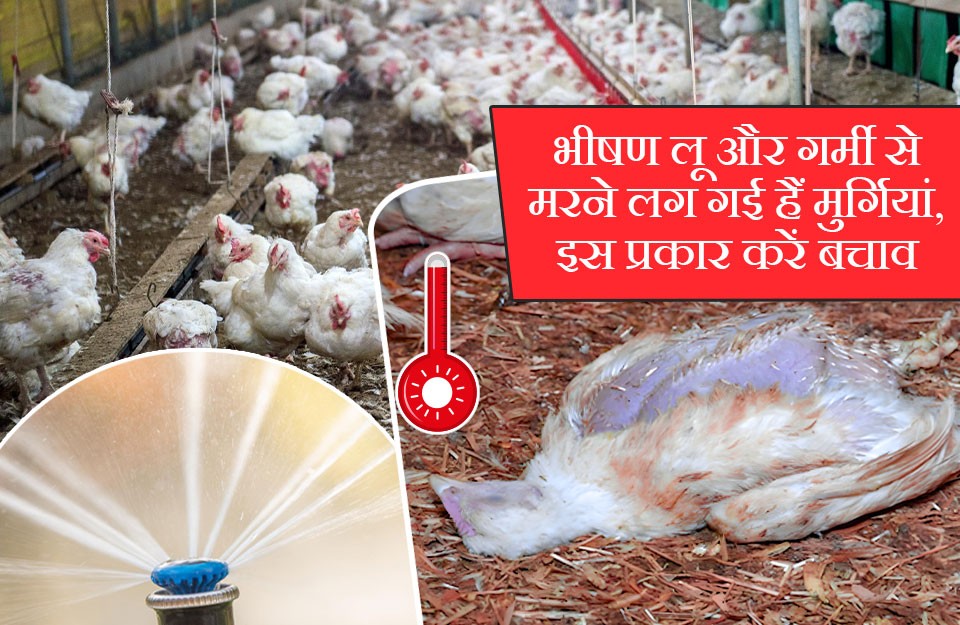 How to protect chickens from extreme heat and heat | KhetiVyapar