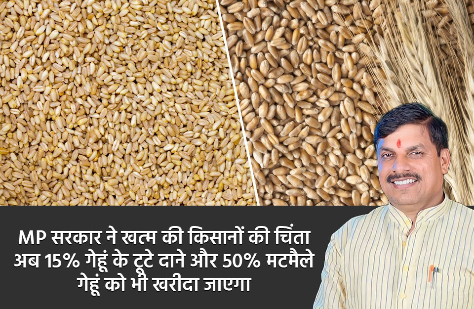 MP govt will buy broken grains and dirty grains of wheat | KhetiVyapar