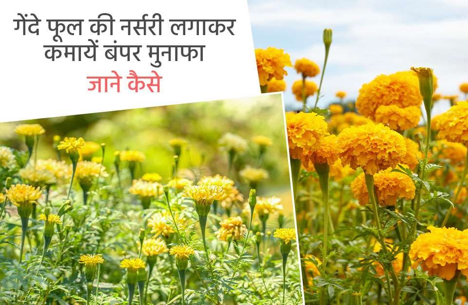 Guide to Maximizing Profits in Marigold Farming | KhetiVyapar