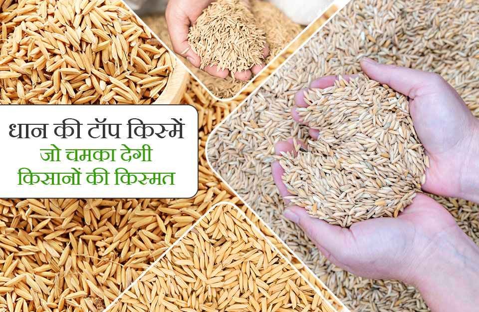 High yielding varieties of paddy | KhetiVyapar
