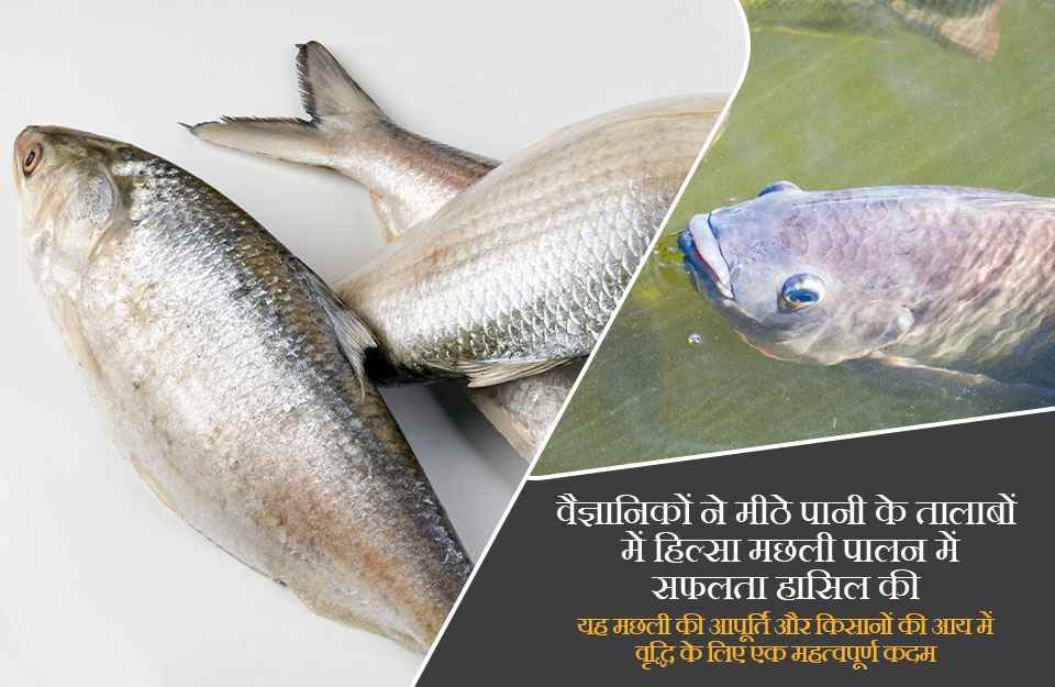 Hilsa fish farming boosts economic growth of farmers | KhetiVyapar