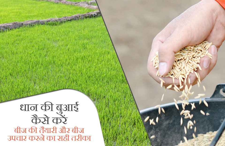 धान की बुआई कैसे करें, बीज की तैयारी और खेती का समय | KhetiVyapar