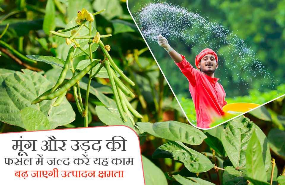 Follow this Method for Higher Yields in Moong and Urad Crops | Urad ...