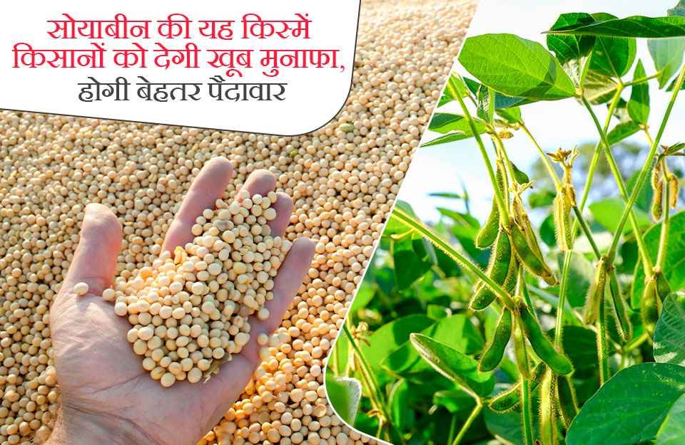 High yielding soybean varieties and farming tips | KhetiVyapar