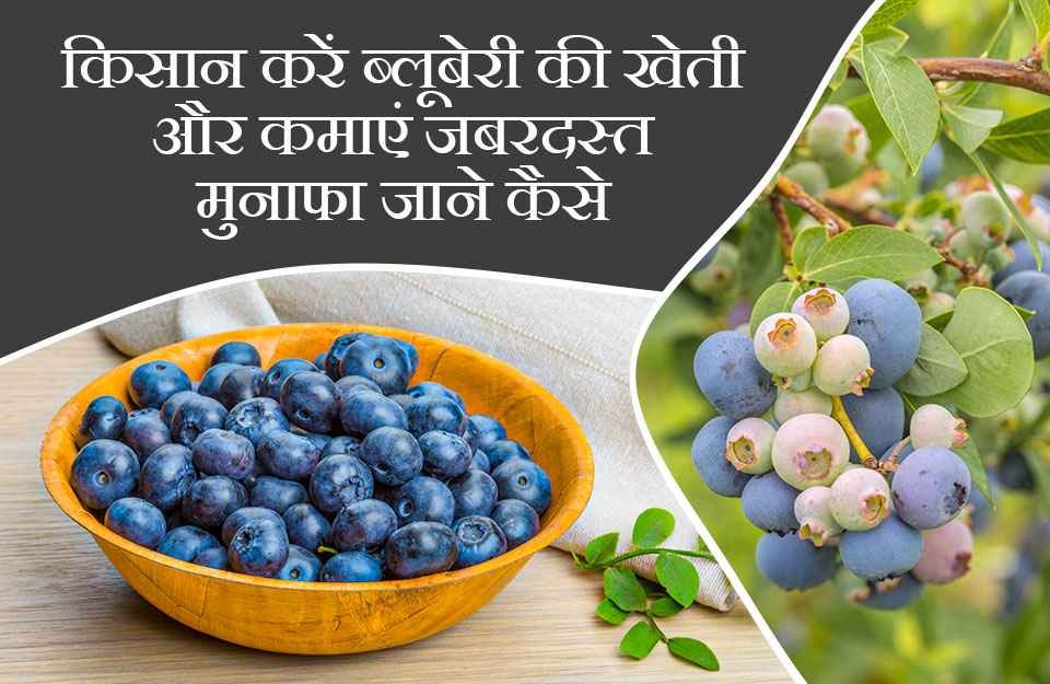Blueberry Farming Information Guide and Benefits | KhetiVyapar
