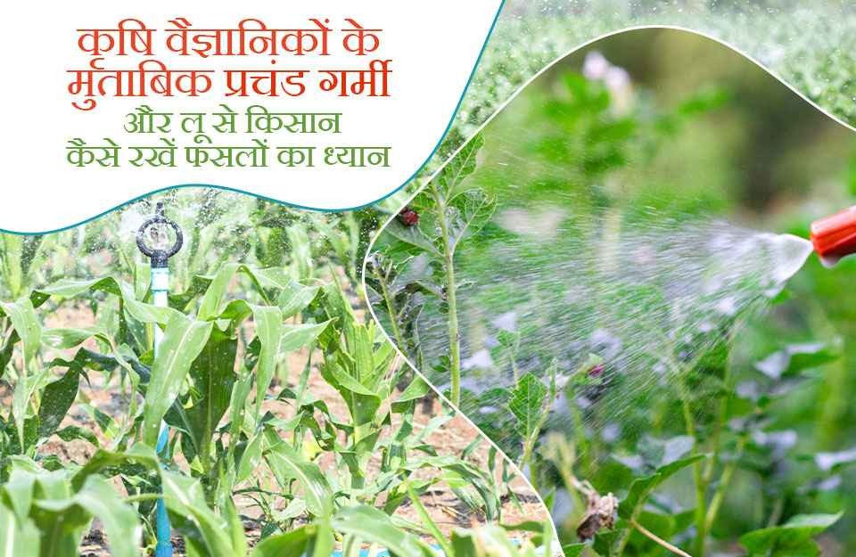 Protecting Crops from Extreme Heat and Heatwaves | KhetiVyapar