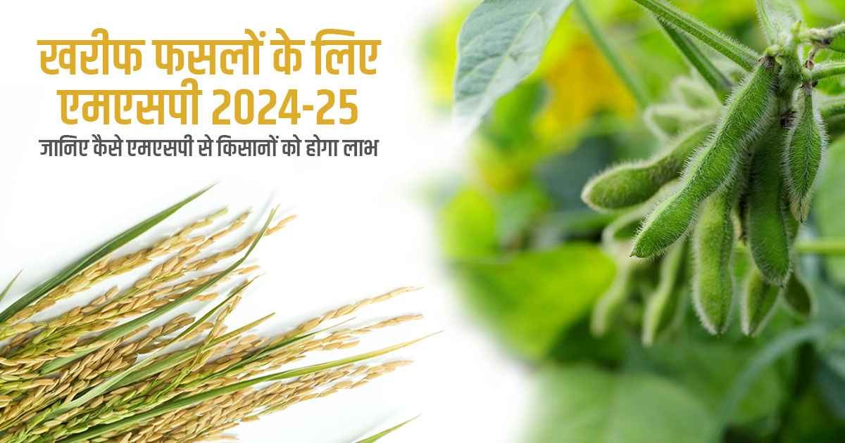 MSP for Kharif Crops 2024-25, Farmer benefits | KhetiVyapar