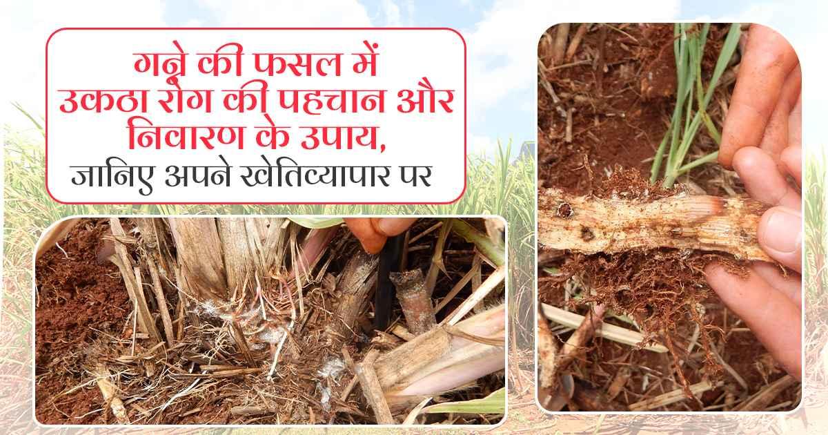 Sugarcane Farming, Ukhatha Disease, Symptoms, Control | KhetiVyapar