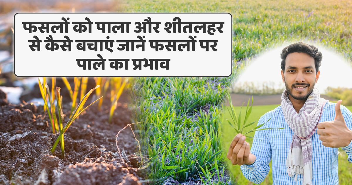 How to Protect Crops from Frost and Cold Waves | KhetiVyapar