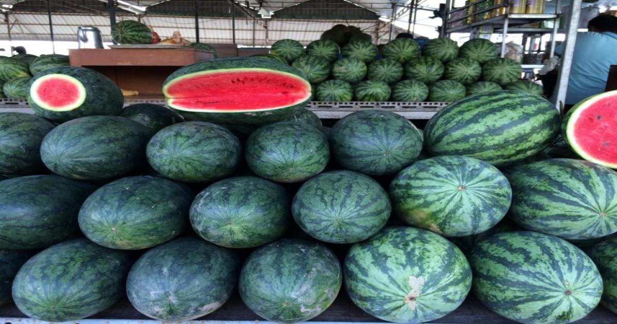 Latest Watermelon Prices 2025: Where’s the Loss, Where’s the Profit ...