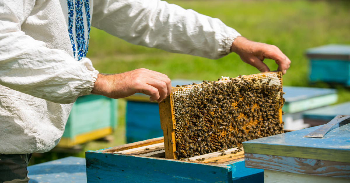 State Govt Offers Up to 50% Beekeeping Subsidy – Check Eligibility ...