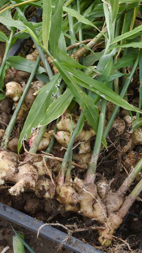 Rhizome Rot Of Ginger